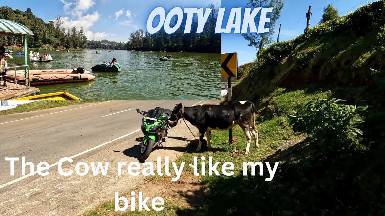 Bangalore to Ooty | end of tour | Ooty Lake | I got trouble with a cow ...