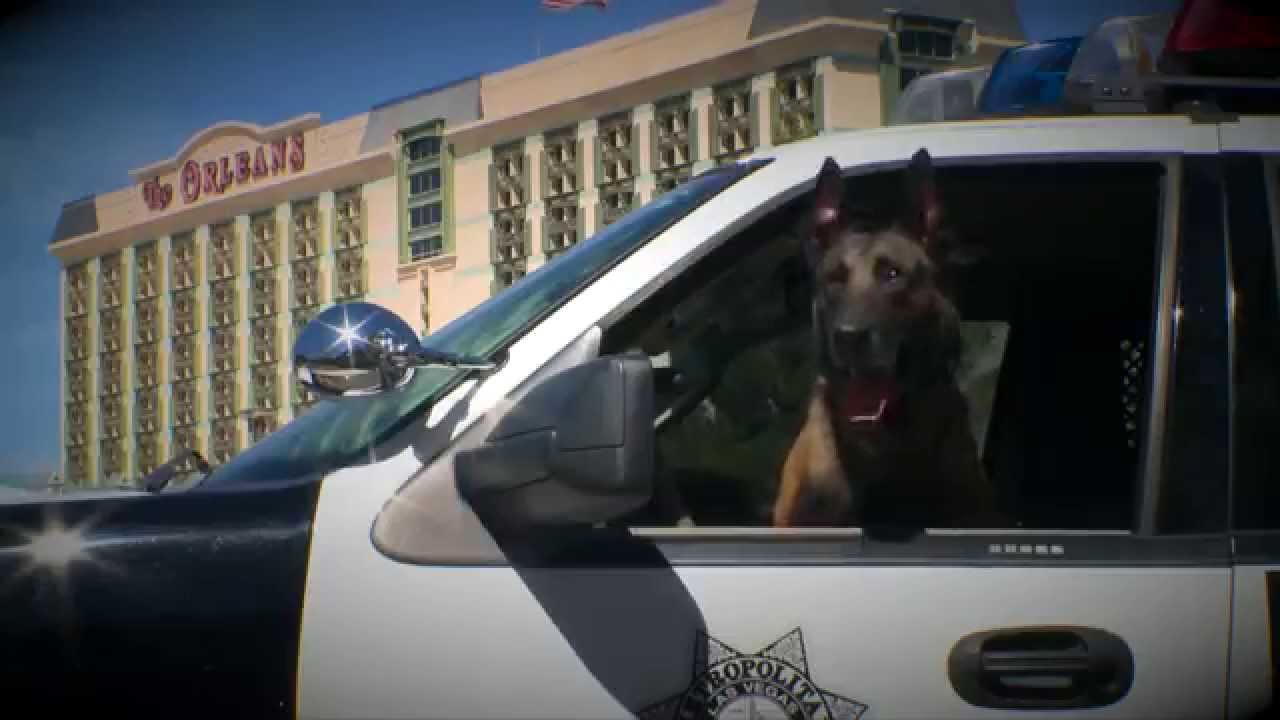 LVMPD K9 Trials -- Sunday, October 19th -- Orleans Arena - YouTube