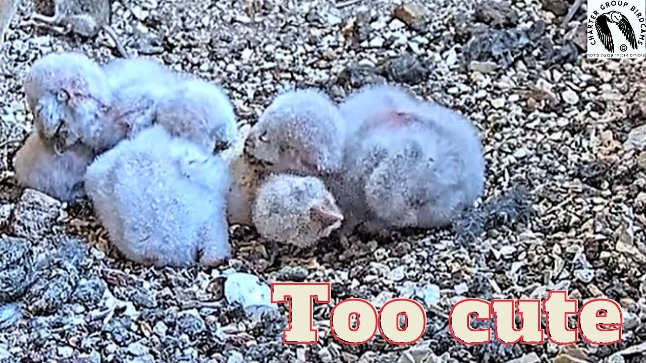 You'll Melt Watching These Five Tiny Owl Babies Cuddling with Each ...
