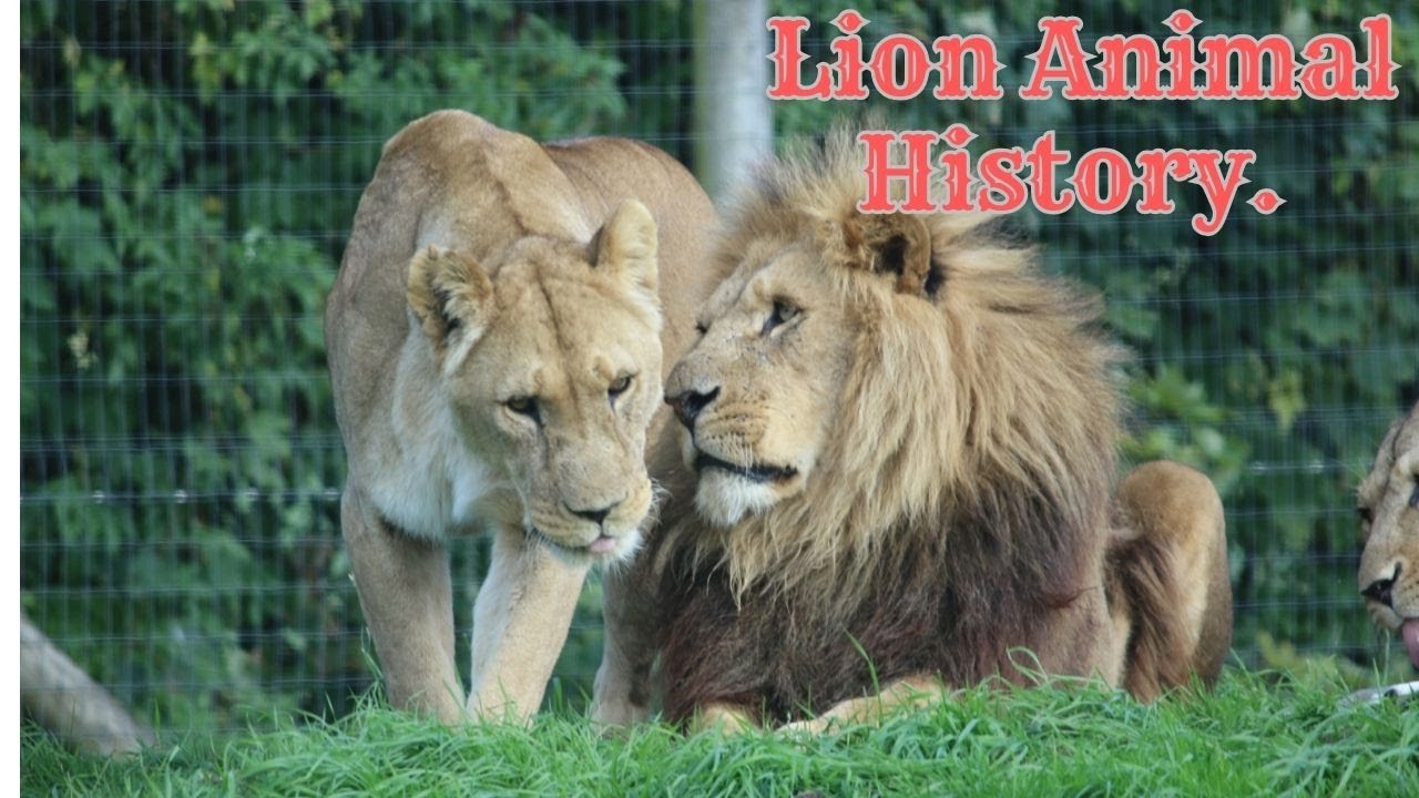 Lions 101 | Nat Geo Wild - YouTube