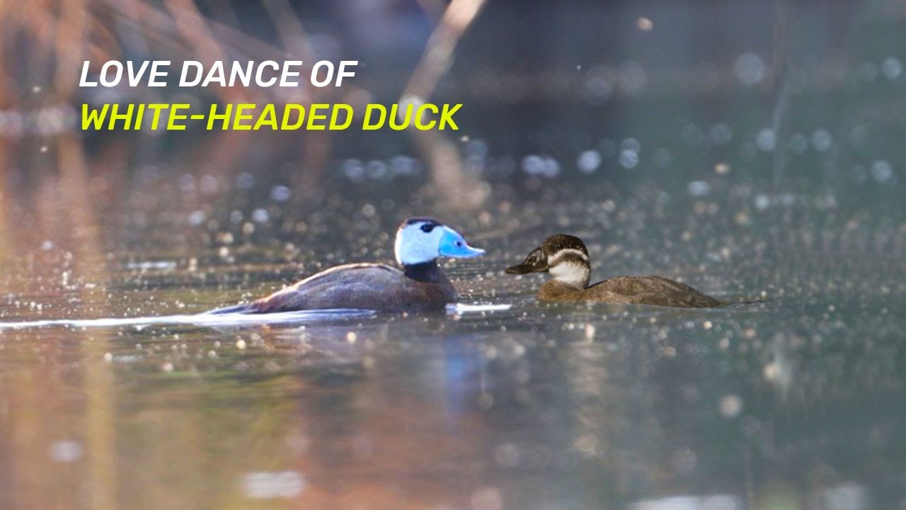 Birds of Mongolia: Love dance of White-headed duck - YouTube