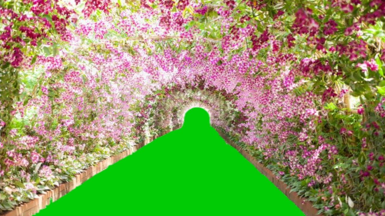 taman bunga green screen free download - YouTube