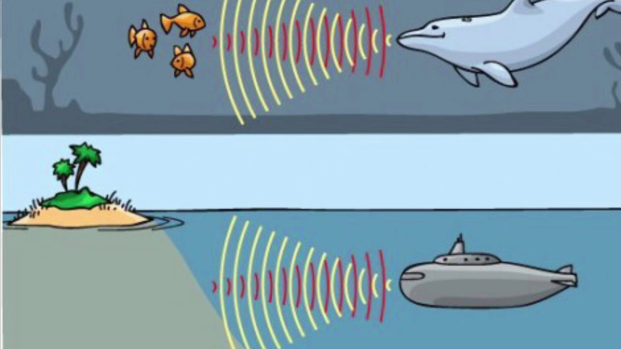 Animal Sound Waves - YouTube