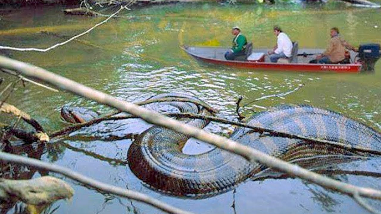 Man's Camera Caught A Massive Creature Crawling Out of the Amazon River ...