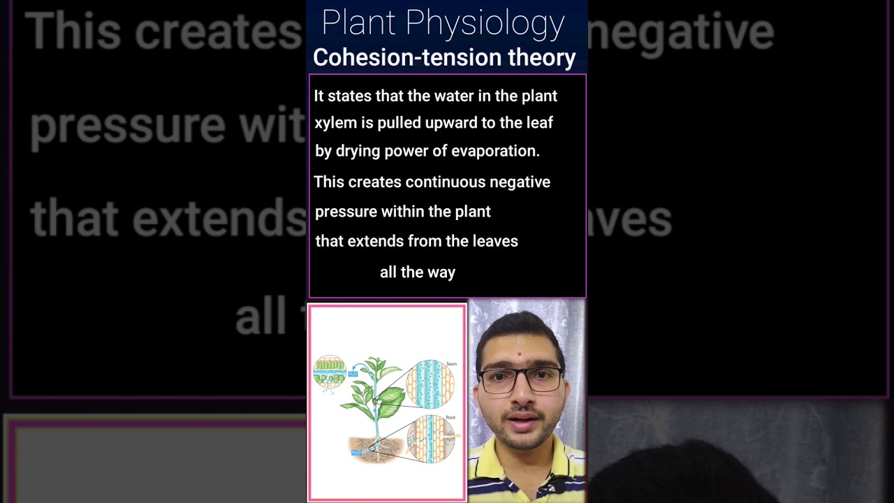 Cohesion-tension theory - YouTube