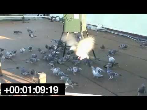Pigeons Eating OvoControl at an Automatic Feeder - YouTube