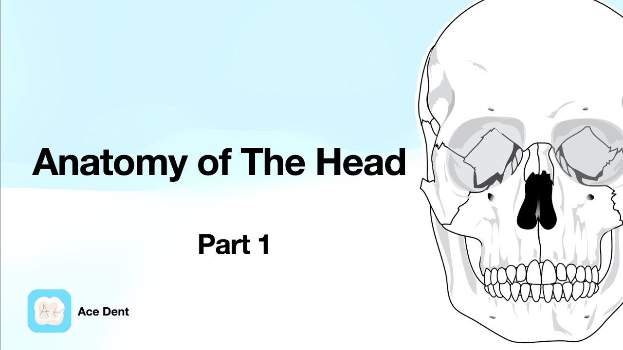 External anatomy of the head (part 1) - YouTube