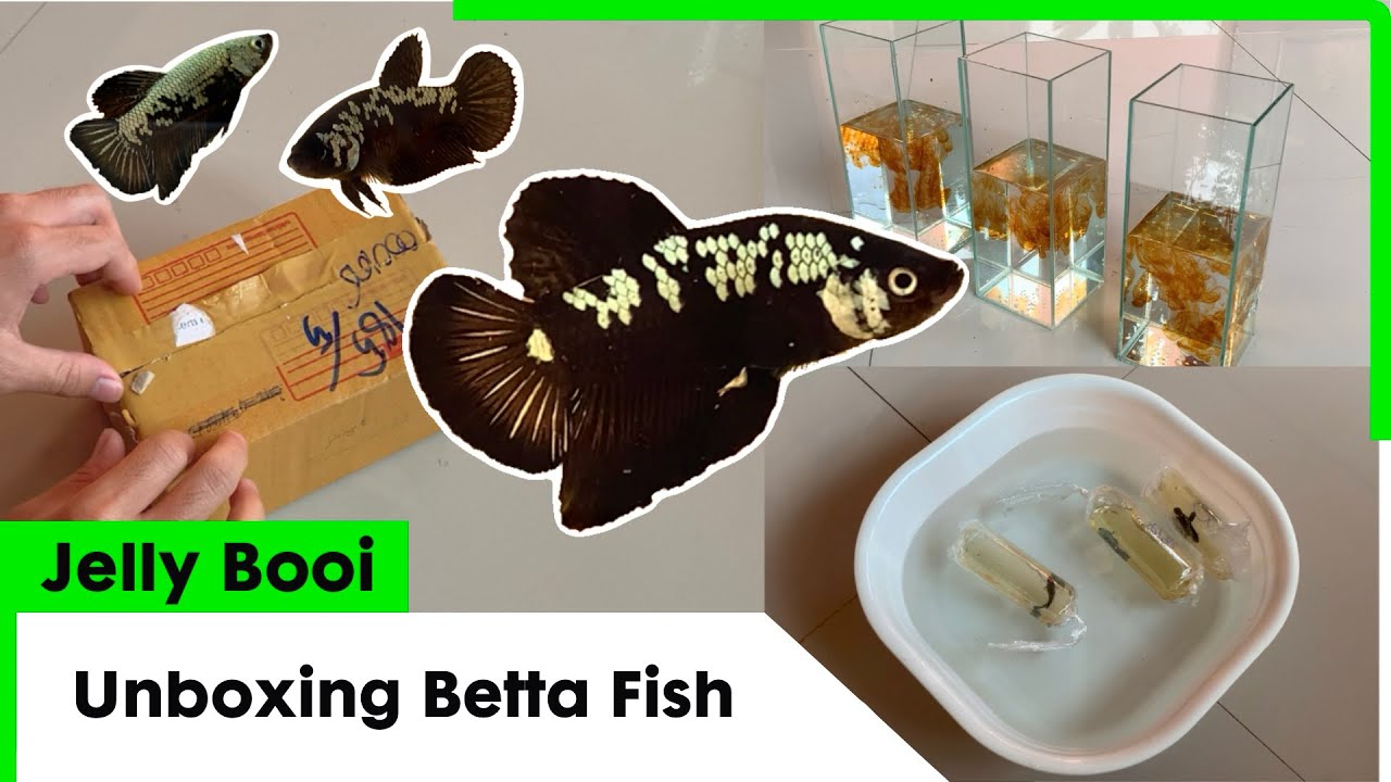 Unboxing Betta Fish (Black Samurai) - Jelly Booi - YouTube