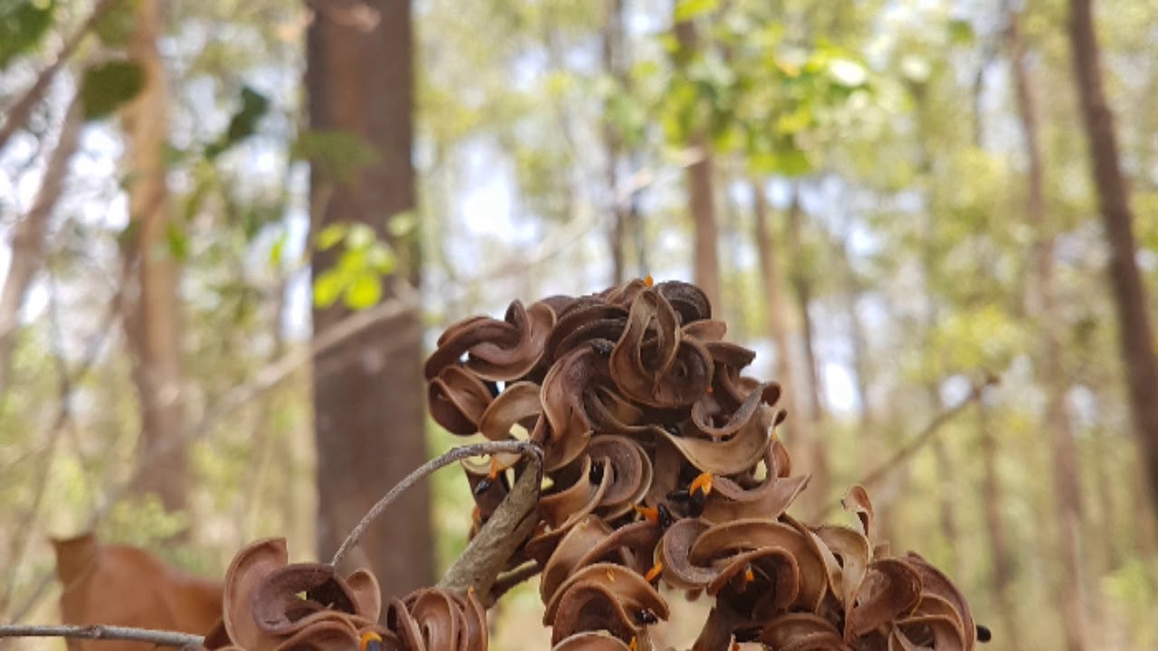 Hutan Penelitian Alas Ketu atau Kethu, Wonogiri. - YouTube