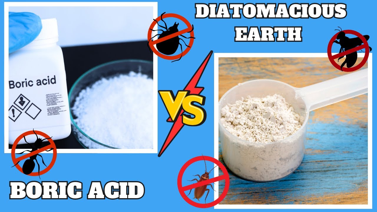 Diatomaceous Earth Vs Boric Acid