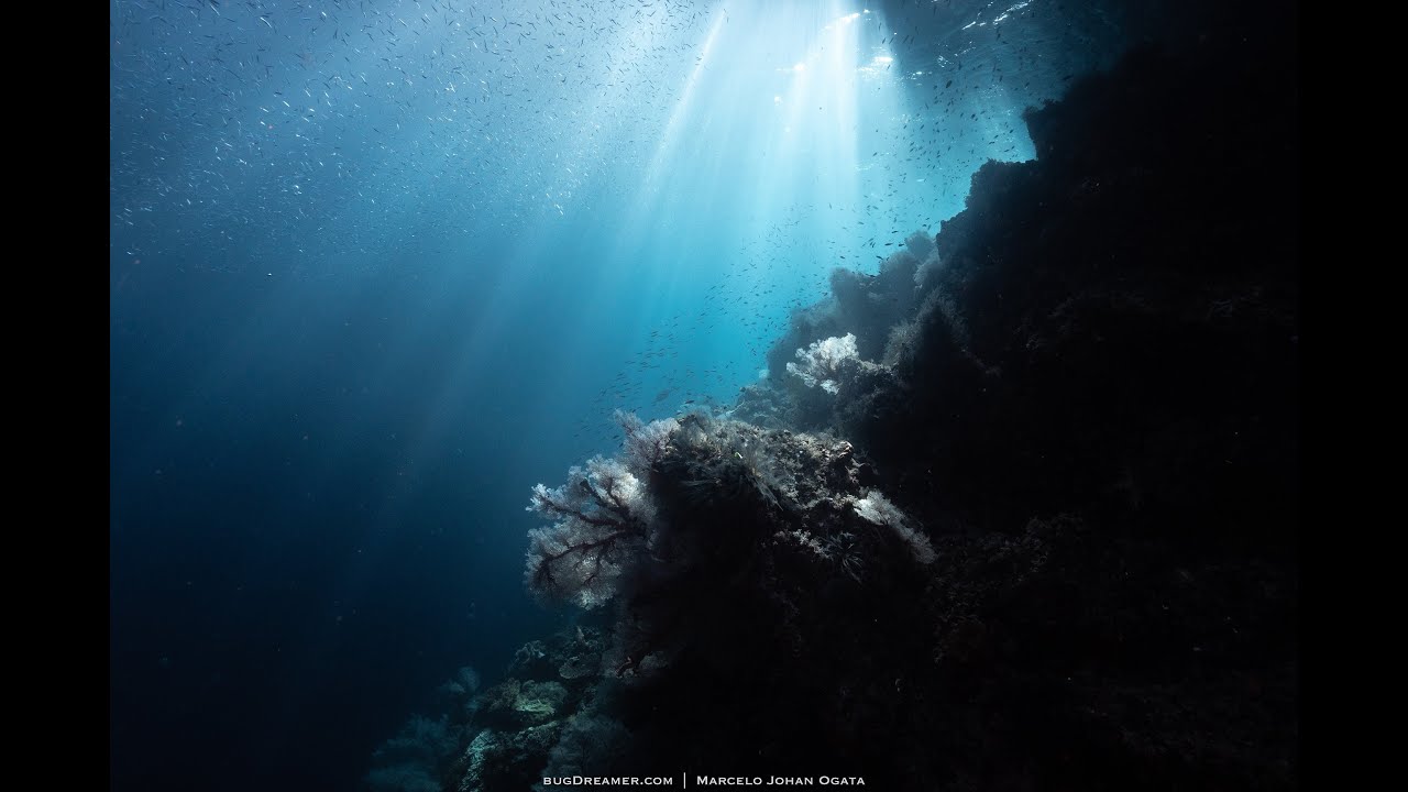 Raja Ampat Liveaboards - Best SCUBA Diving Holiday with MV Mermaid II ...