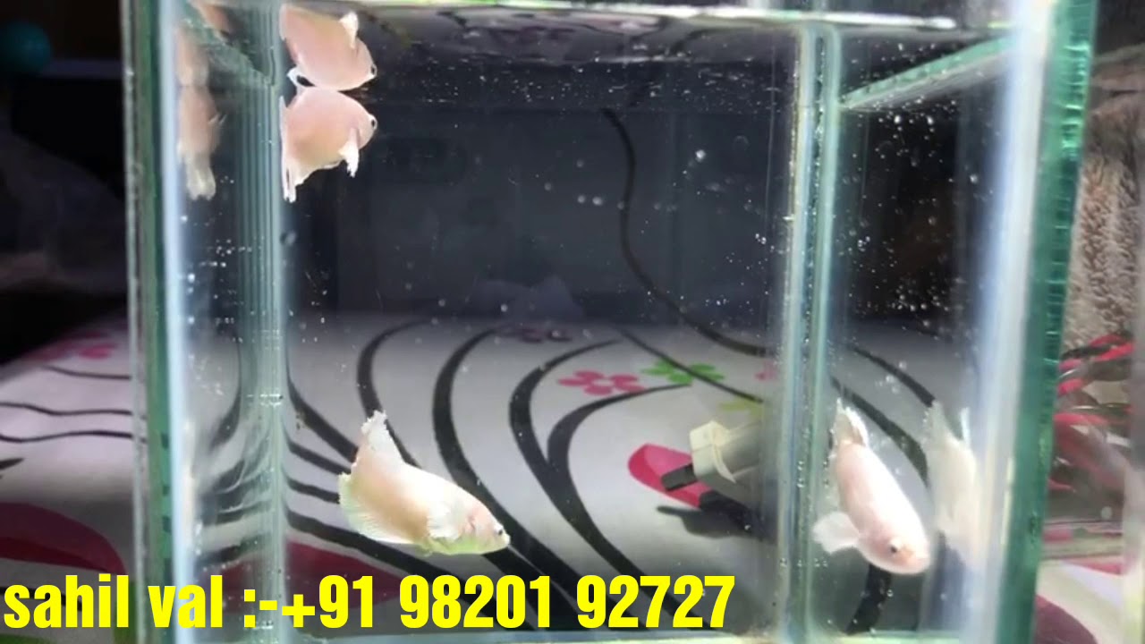 Good quality female bettas for sale good for breeding betta fish white ...