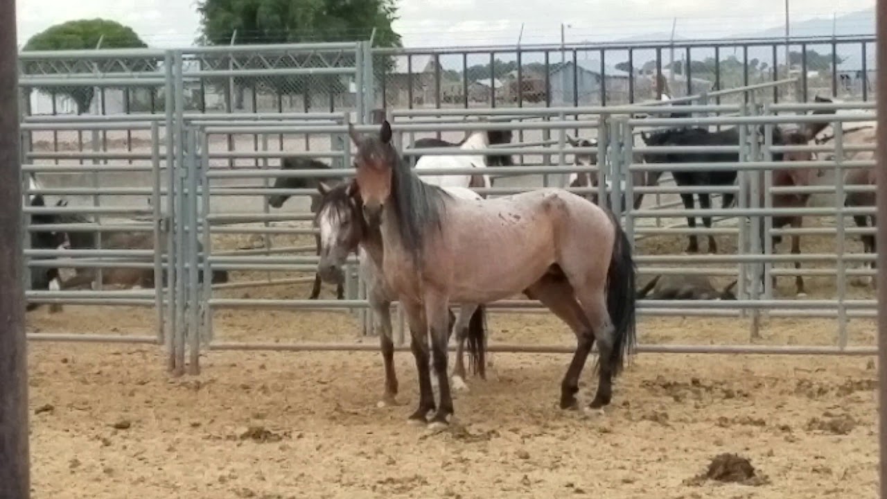 Wild Ones at Delta Utah, BLM Holding Facility - YouTube