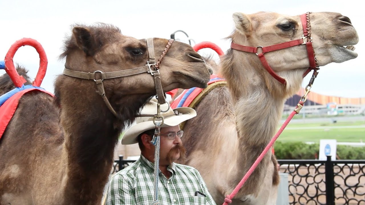Camels and Ostriches Head to the Racetrack - YouTube