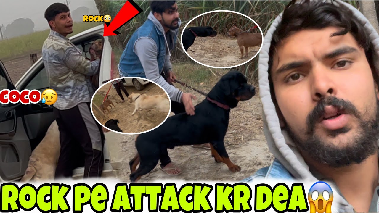 Coco Vs rock😳Coco ne attack kr dea 😱full reaction😡 - YouTube