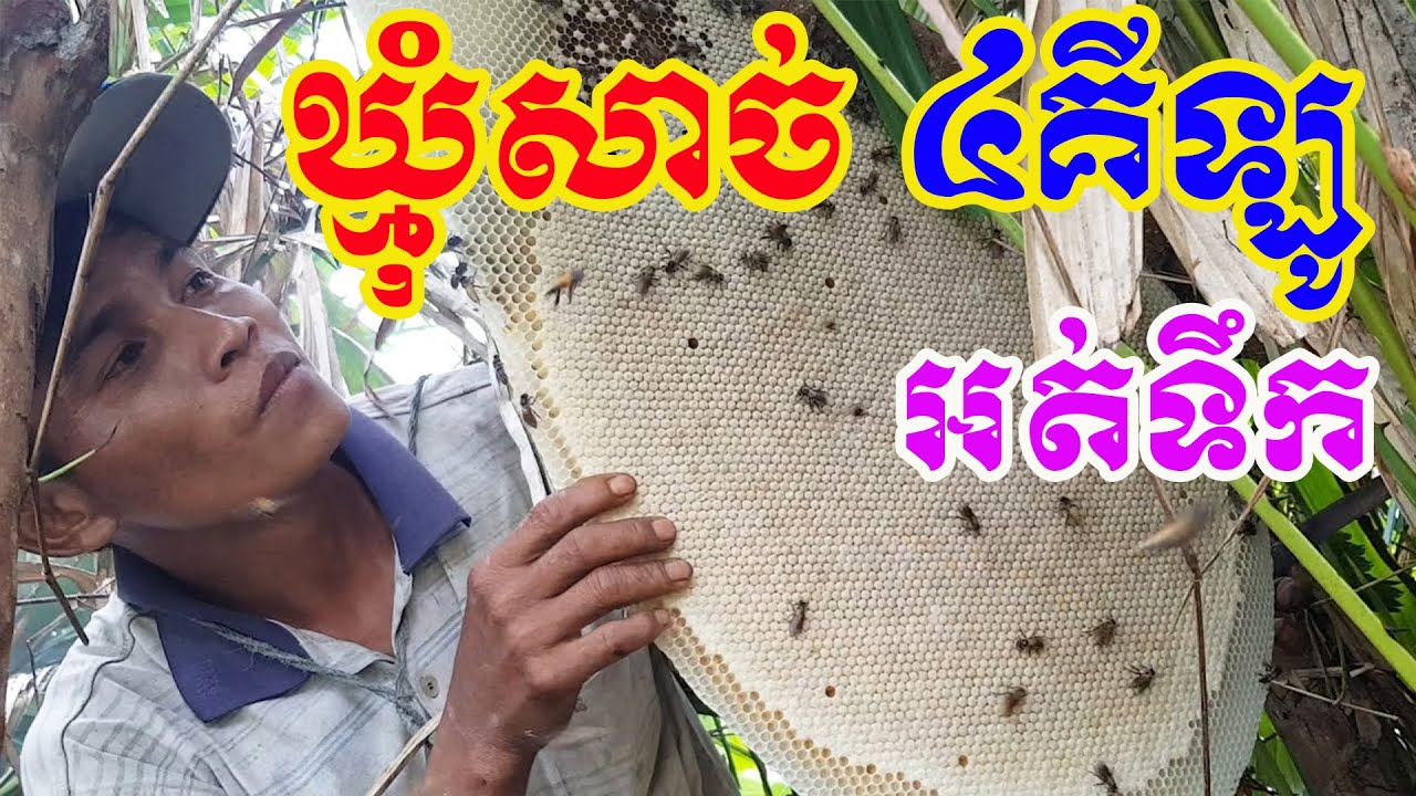 នេះជាឃ្មុំលេខមួយ មានតែសាច់សុទ្ធគ្មានក្បាលទឹកទេ It's so big bees and easy to take it - YouTube