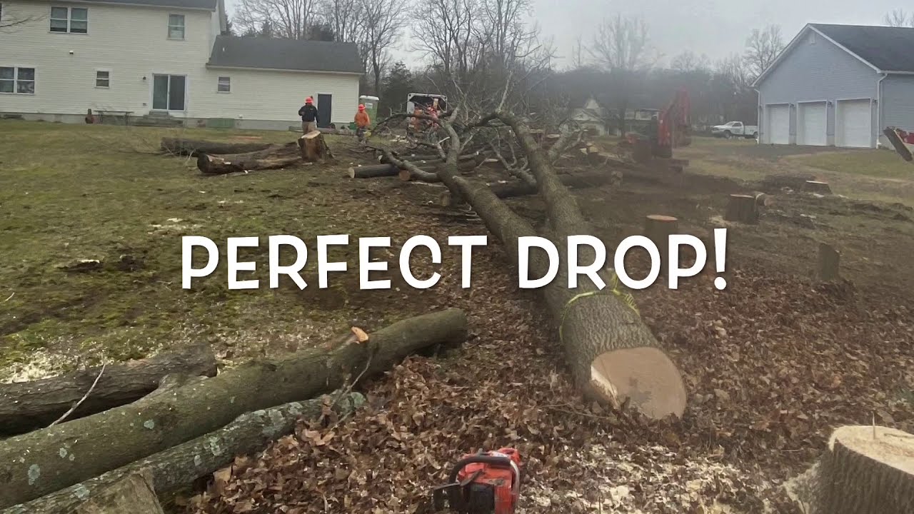 🟨SUPER WINCH PULLING HUGE TREES OVER🟨 - YouTube
