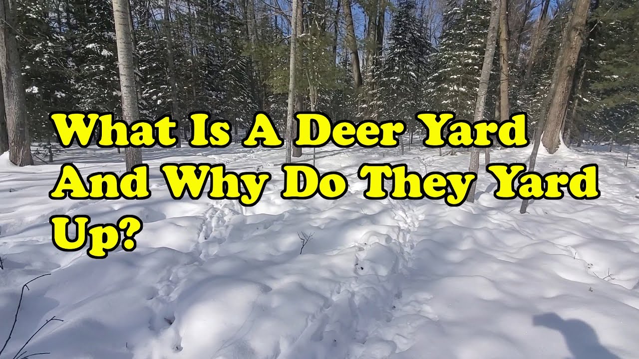 What Is A Deer Yard And Why Do They Yard Up - YouTube