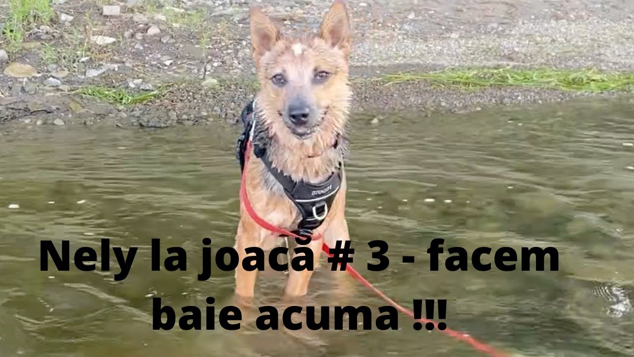 Nely la joacă # 3 - facem baie acuma - Australian Blue Heeler ...