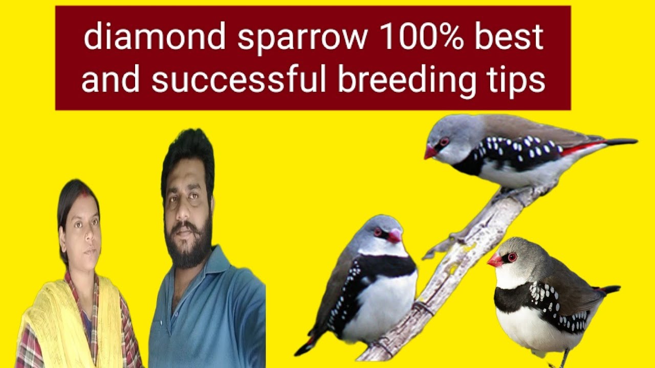diamond sparrow best breeding tips.Diamond sparrow সফল ব্রিডার হওয়ার ...