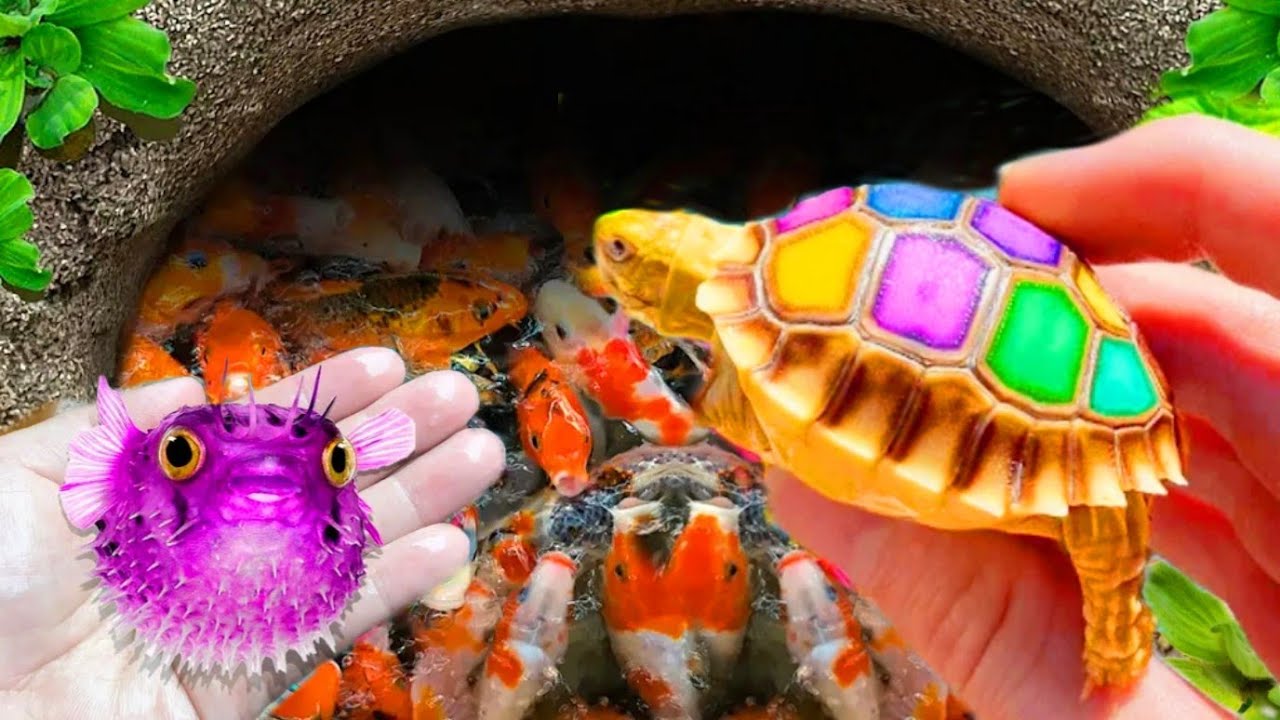 Catching Strange Fish In Giant Surprise Colorful koi, Kim Kim Fish ...