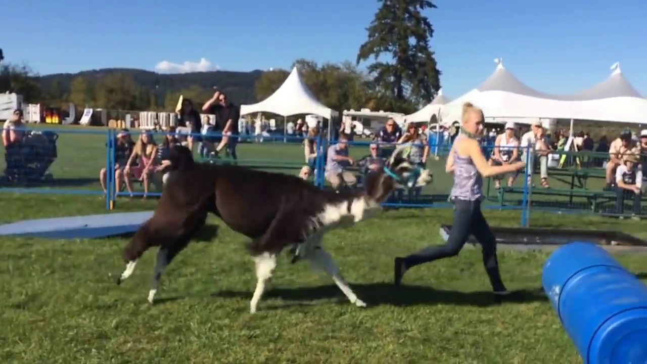 Llama Off-Lead Obstacle Course - YouTube