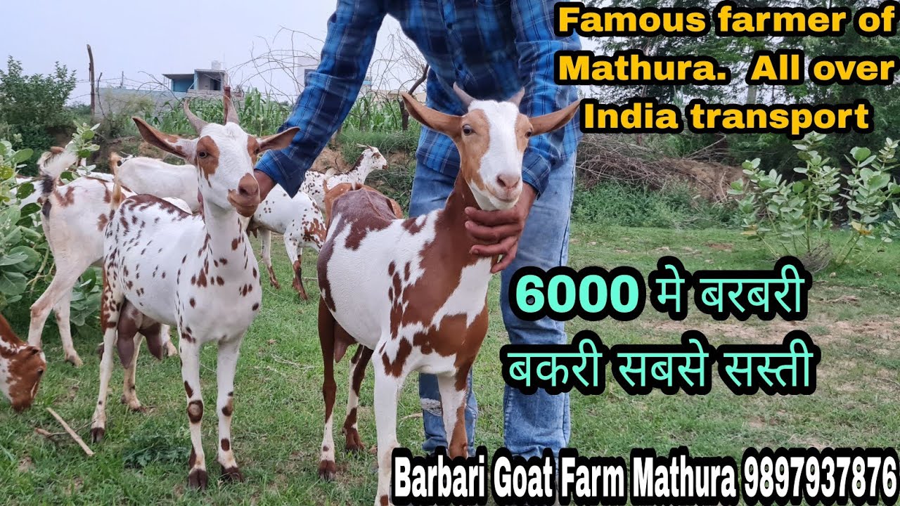 #goat Barbari Goat Farm Mathura| Tips for businessman to start trading ...