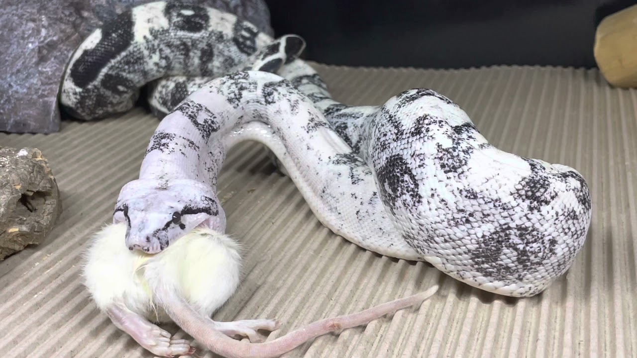 Blizzard Paradox Boa being fed - YouTube