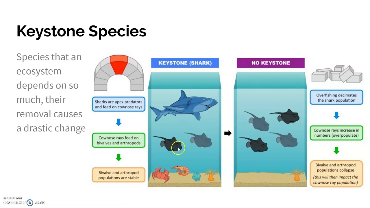 Cownose Ray Food Chain