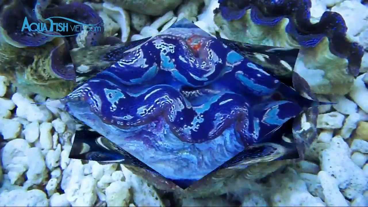 Pattern Crocea Clam (Tridacna Crocea) || AquaFishViet.com - YouTube