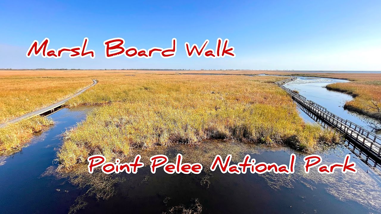 Trip to Windsor, Point Pelee National Park, Ontario, Canada. 加拿大霹雳角国家公园 ...