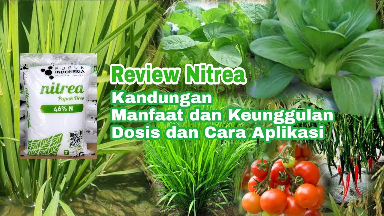 Review Pupuk Nitrea, Kandungan, Manfaat serta Dosis dan Cara Aplikasi ...