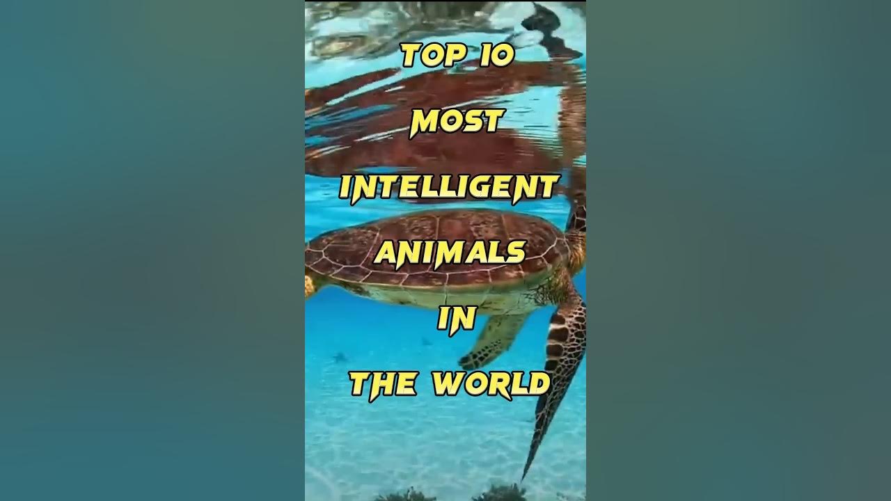 Top 10 most intelligent animals in the world 😱 😱iq level 100😱#shorts # ...