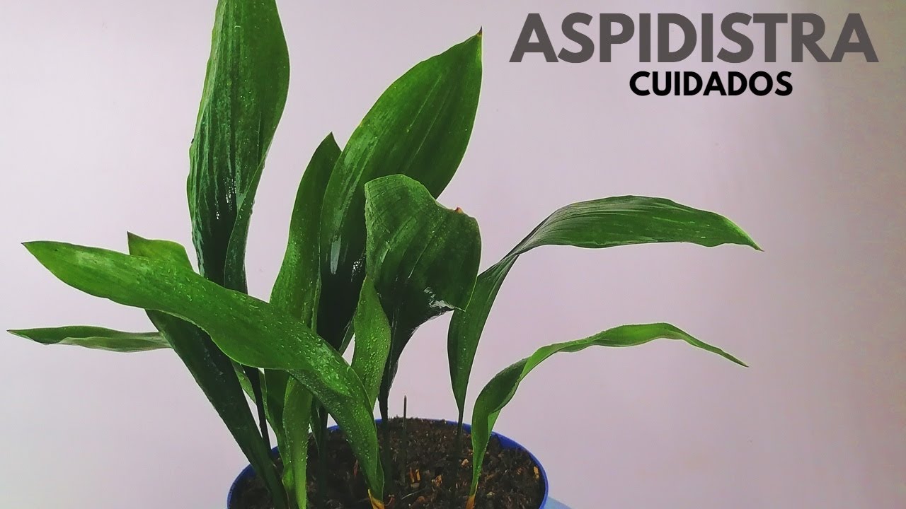 aspidistra planta cuidados donplantin - YouTube