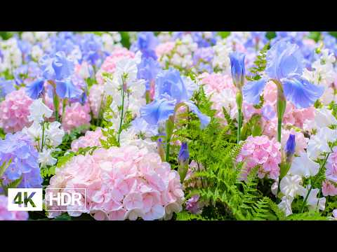 🌸 Beautiful Flowers in 4K | Nature's Finest Blooming Moments
