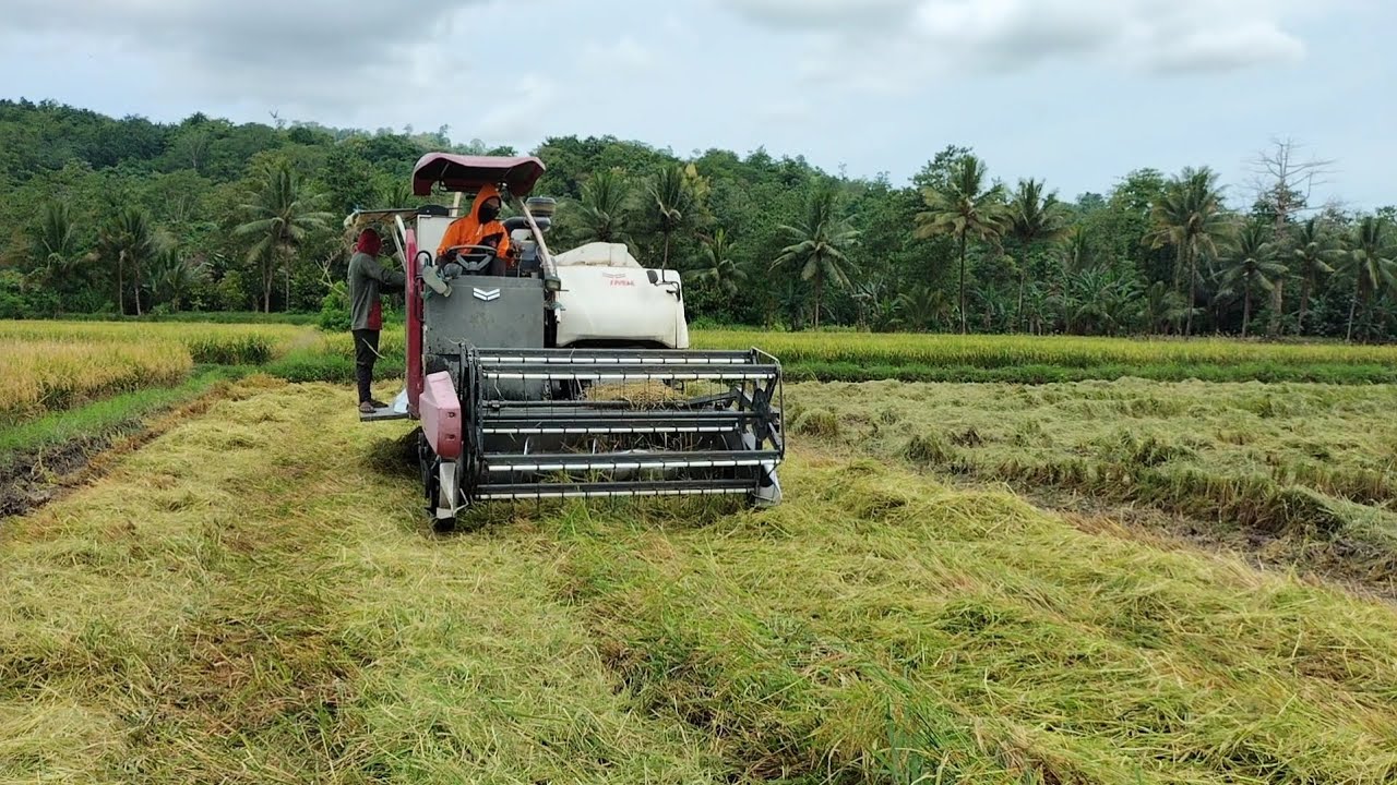 combine padi yanmar yh850 full HD panen padi rubuh - YouTube