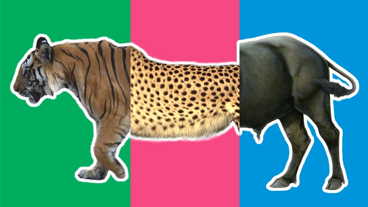 Wrong Heads Wild Animals! Match Up Game Animals Buffalo Camel Cheetah ...