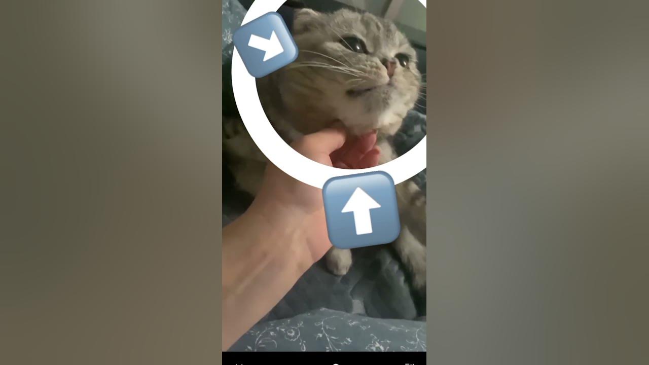мой кот шарит #кот #мьюинг #тренды #реки #хочуврек #байбай - YouTube