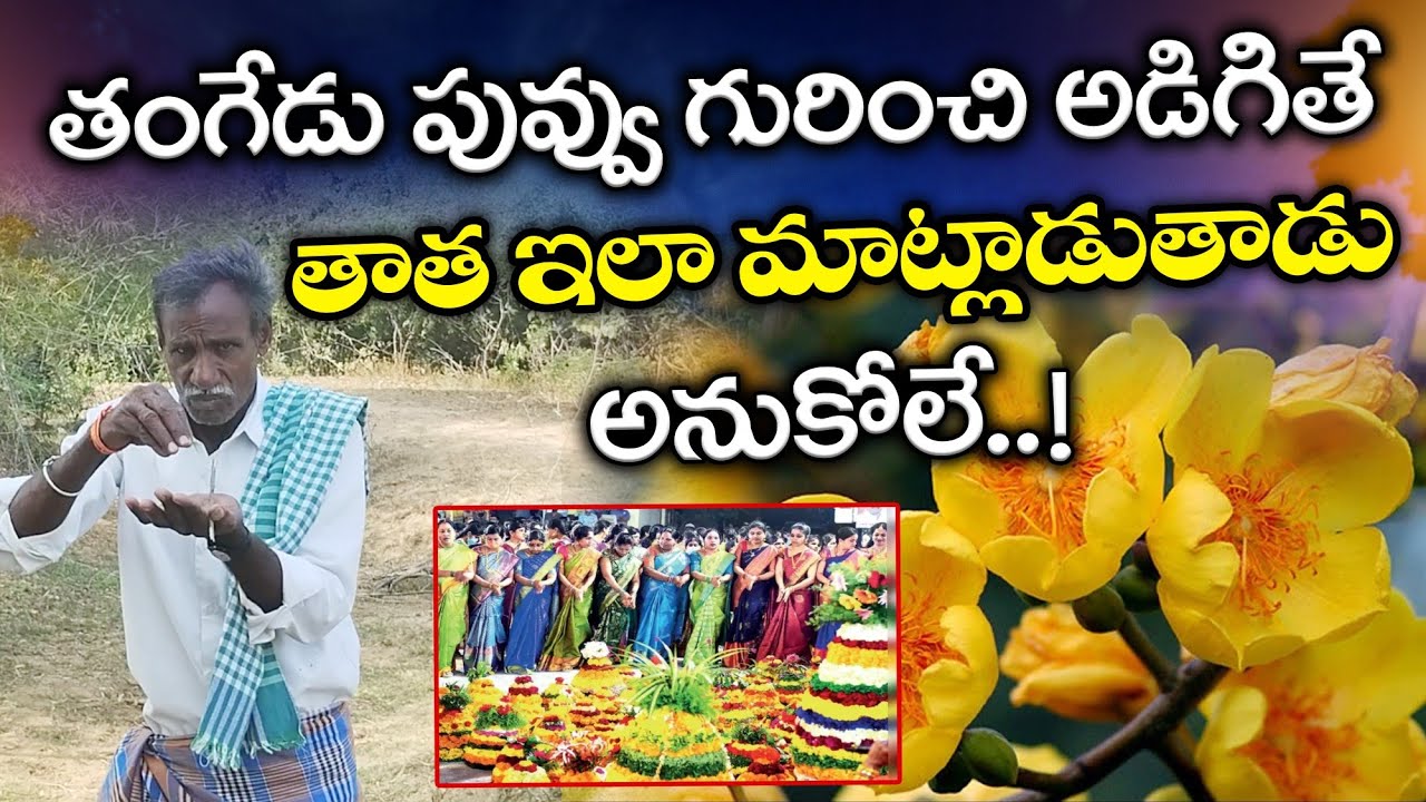 Tangedu chettu | Tangedu Puvvu | తంగేడు పువ్వు | tangedu chettu uses in ...