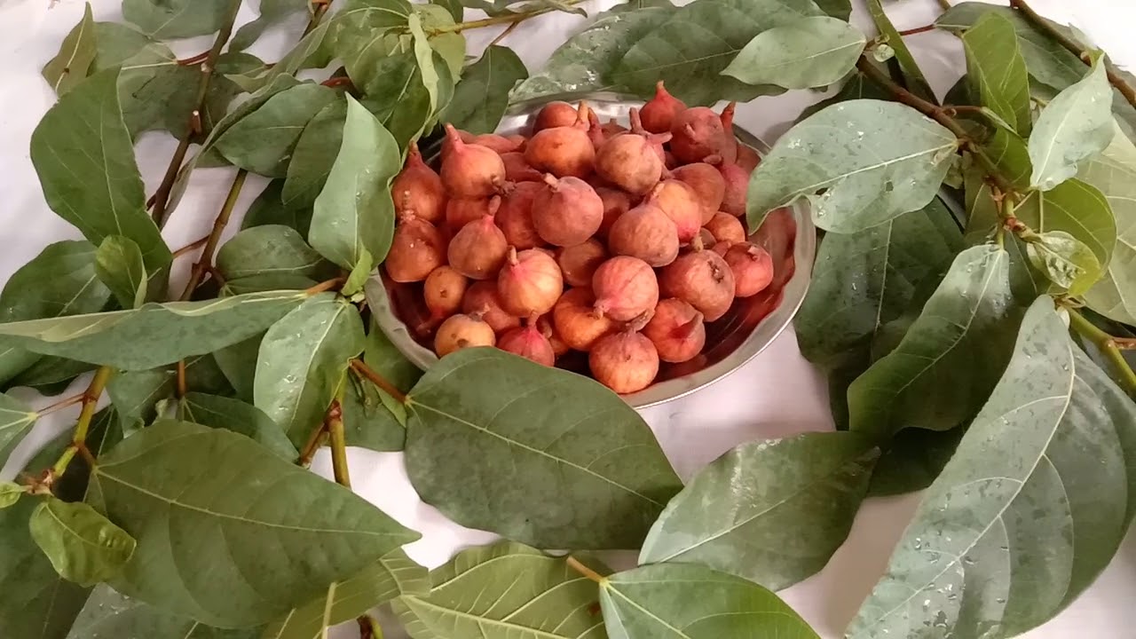 Gular ke fayde ayurved acupressure Jaipal Singh arya - YouTube