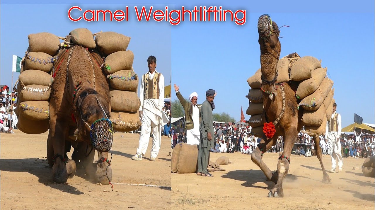 Camel Weightlifting 2022 | Best Camel Weightlifting | full hd video ...