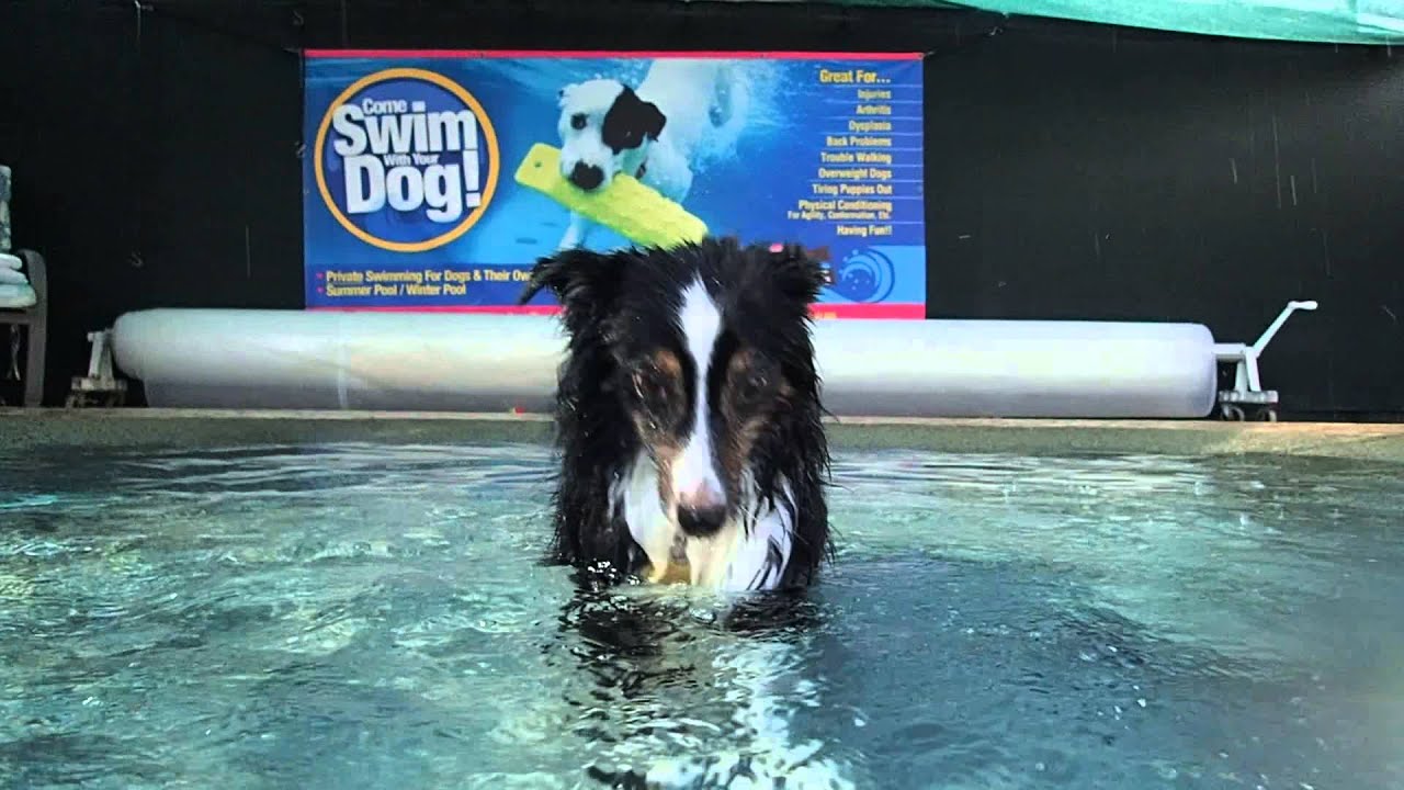 Mini Australian Shepherd learning to dive underwater for toys in ...