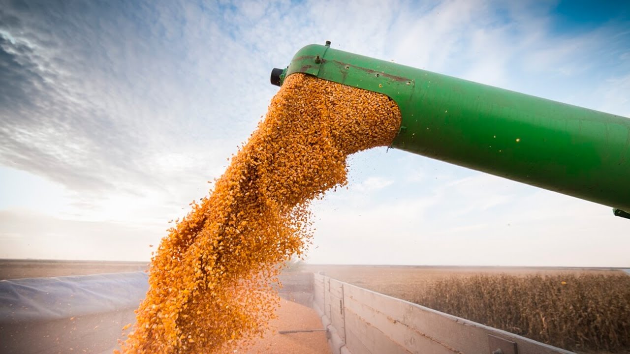 Importação de milho GMO dos EUA não compensa para setor de proteína ...