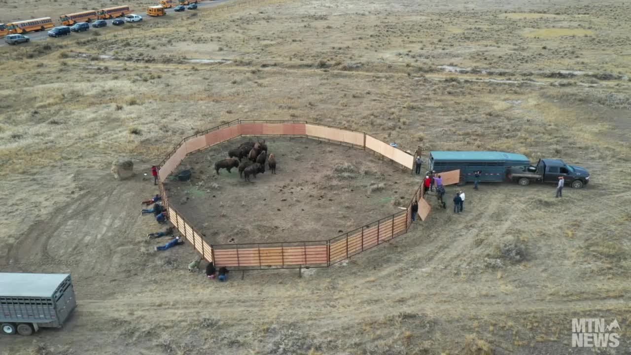 Aerial View: Bison Return To Rocky Boy's Reservation - YouTube