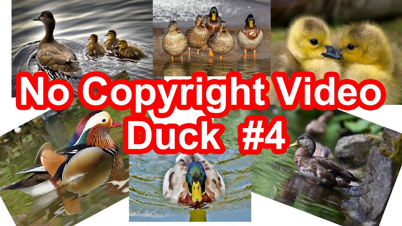 No Copyright Video Duck #4 - YouTube