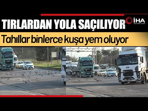 Tırlardan Yola Saçılan Tahıllar Binlerce Kuşa Yem Oluyor