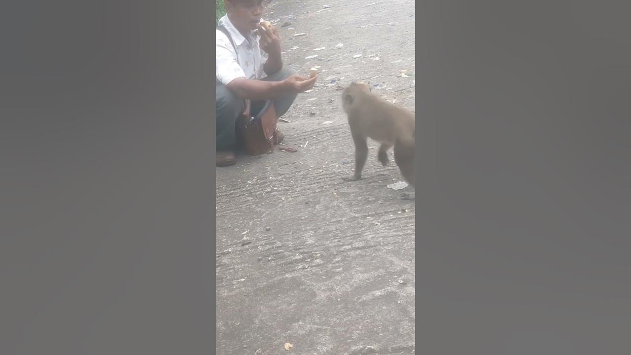 Bersahabat Dengan Monyet Madapangga Short Youtube