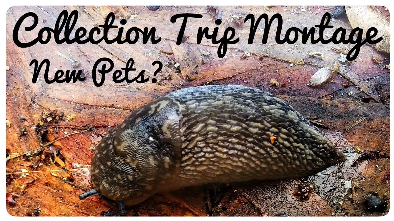 Giant Slugs! Collection Trip Montage - YouTube