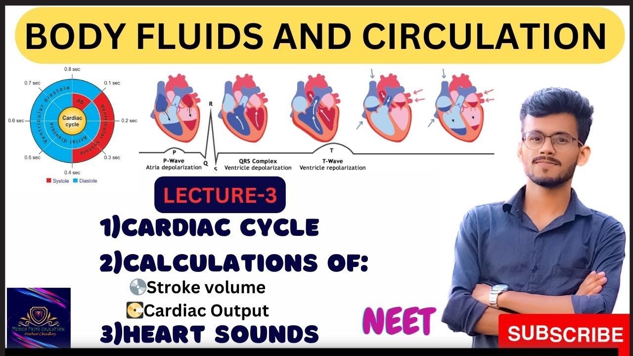 BODY FLUIDS AND CIRCULATION | CARDIAC CYCLE | HAERT SOUNDS | BLOOD ...