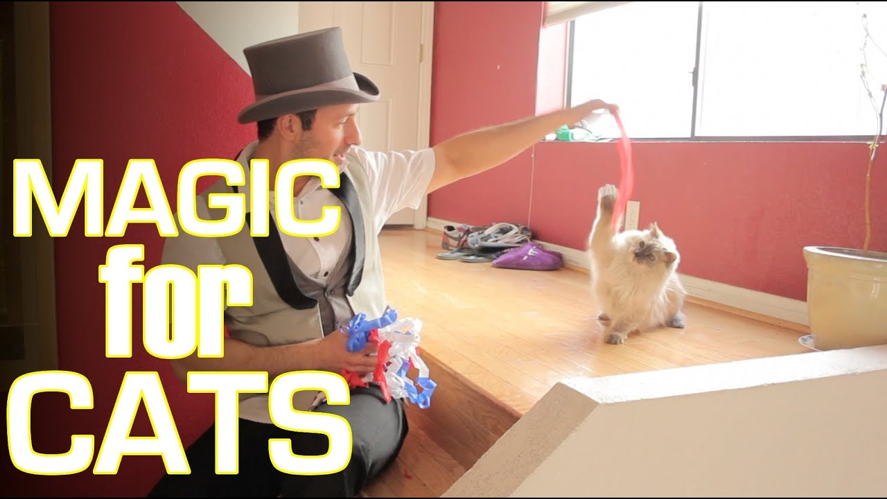 Magic For Cats - YouTube